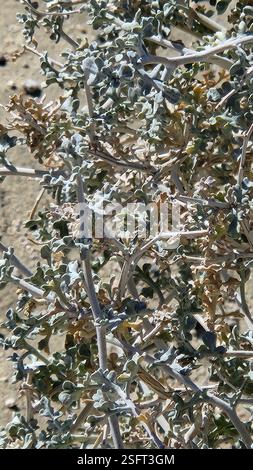 Burrobush (Ambrosia dumosa), Plantae, Thousand Palms Canyon Rd ...