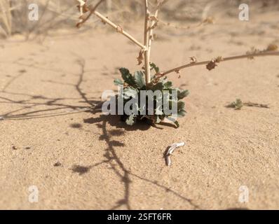 sand aster (Dieteria canescens leucanthemifolia), Plantae, San ...