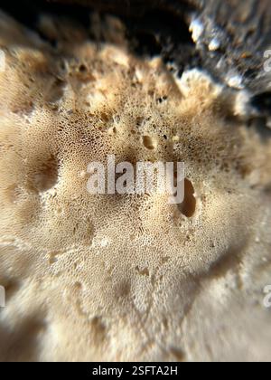 shelf fungi (Polyporales), Fungi, Morro Bay State Park, Morro Bay, CA ...