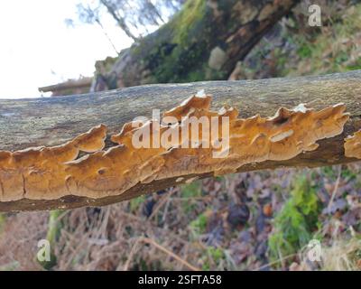 (Stereum), Fungi, Tynron, Thornhill DG3 4LD, UK Stock Photo - Alamy