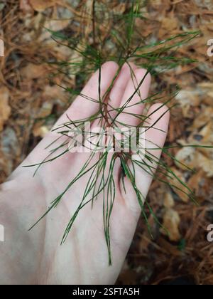 spruce pine (Pinus glabra), Plantae, Apalachicola National Forest ...