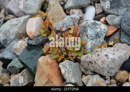 Pygmy Saxifrage (Saxifraga hyperborea), Plantae, Провиденский р-н ...