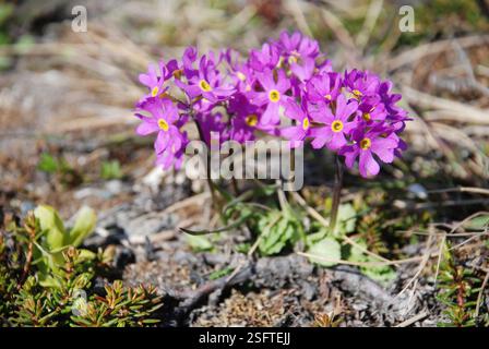 Slender Primrose (Primula borealis), Plantae, Провиденский р-н ...