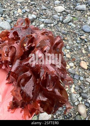 (Callophyllis), Plantae, Salish Sea, Central Saanich, BC, CA Stock ...