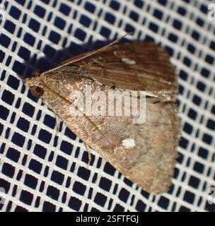 Oriental Eight-spot (Amyna axis), Insecta, Santo Antão, Cape Verde, CV ...