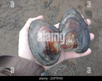 California Floater (Anodonta californiensis), Mollusca, Oregon, US ...
