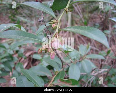 fetterbush lyonia (Lyonia lucida), Plantae, Georgia, US Stock Photo - Alamy
