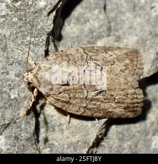 (Garella), Insecta, Santo Antão, Cape Verde, CV Stock Photo - Alamy