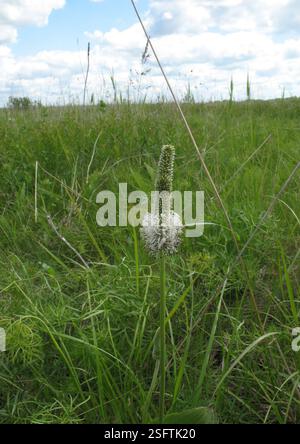 (Plantago maxima), Plantae, Колышлейский р-н, Пензенская обл., Россия ...