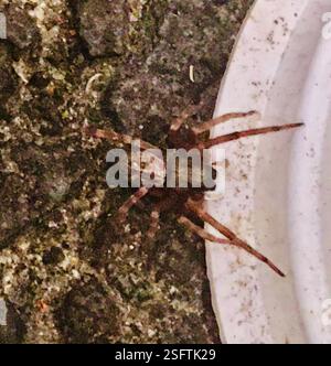 House Spiders (Badumna), Arachnida, North Island, Takanini, Auckland ...