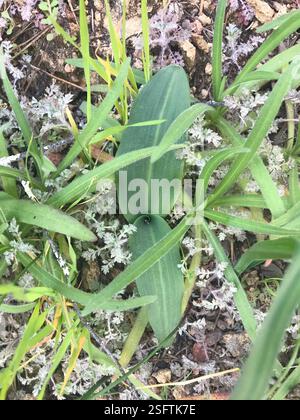 monocots (Liliopsida), Plantae, Robert Louis Stevenson, Robert Louis ...