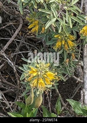 Bladderpod (Cleomella arborea), Plantae, San Bernardino County, CA, USA ...