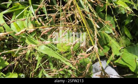 (Centotheca lappacea), Plantae, Pohnpei, FM Stock Photo - Alamy