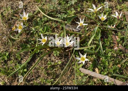 (Amana edulis), Plantae, 中国浙江省杭州市西湖区 Stock Photo - Alamy