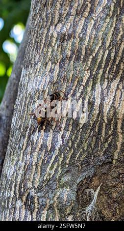 Paper Wasps (Polistinae), Insecta, Thornlands QLD 4164, Australia Stock ...