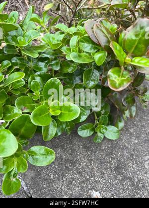 Taupata (Coprosma repens), Plantae, The Hub - Botany, Auckland ...