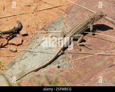 Cape Sand Lizard (Pedioplanis laticeps), Reptilia, Ubuntu Local ...