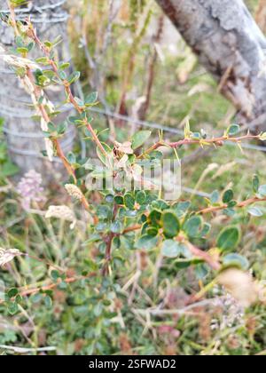 Magellan Barberry (Berberis microphylla), Plantae, San Carlos de ...
