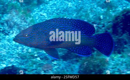 African Hind (Cephalopholis taeniops), Actinopterygii, Calheta Pequena ...