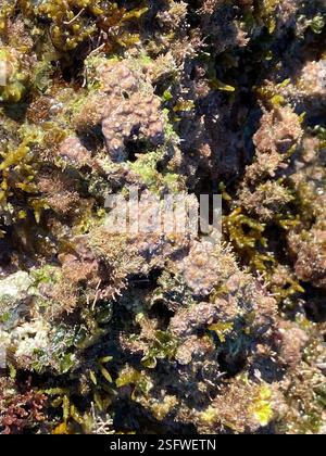 Red Jania (Jania rubens), Plantae, Mallorca, Campos, Balearen, ES Stock ...