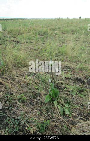 (Plantago maxima), Plantae, Малосердобинский р-н, Пензенская обл ...
