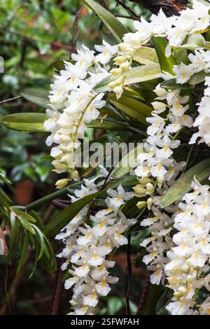Lovely Rodriguezia, Rodreguezia venusta orchid in natural habitat Stock ...