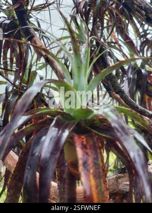 mountain neinei (Dracophyllum traversii), Plantae, 7875, New Zealand ...
