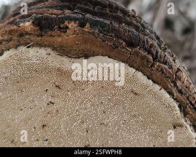 green algae (Chlorophyta), Plantae, Fergus, Montana, United States ...