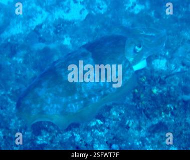 Giant African Cuttlefish (Sepia hierredda), Mollusca, São Vicente, Cape ...
