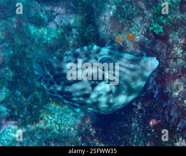 Planehead Filefish (Stephanolepis hispida), Actinopterygii, São Vicente ...