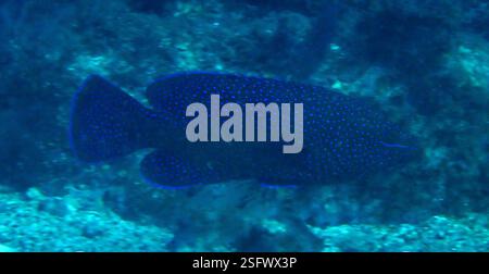 African Hind (Cephalopholis taeniops), Actinopterygii, Baía da ...