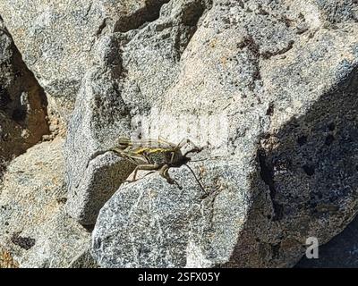 (Sigaus nitidus), Insecta, 7072, New Zealand Stock Photo - Alamy