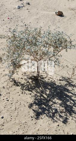 Burrobush (Ambrosia dumosa), Plantae, Thousand Palms Canyon Rd ...