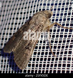 (Agrotis), Insecta, Santo Antão, Cape Verde, CV Stock Photo - Alamy