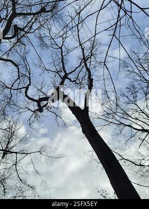 oaks (Quercus), Plantae, Bronx, NY, USA, Very large healthy oak tree ...