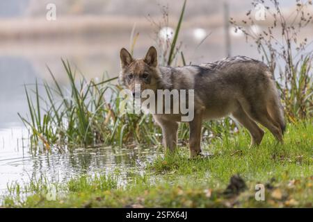Eurasian wolf (Canis lupus lupus) youngster in a forest, Hessen ...