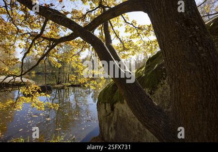 Fish pond with granite rocks in the Blockheide nature park Park near ...