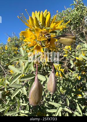 Bladderpod (Cleomella arborea), Plantae, Torrey Pines State Natural ...
