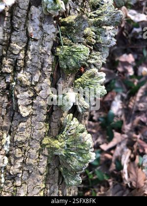 Fungi Including Lichens (Fungi), Fungi, Cayuga Lake, Ithaca, NY, US ...