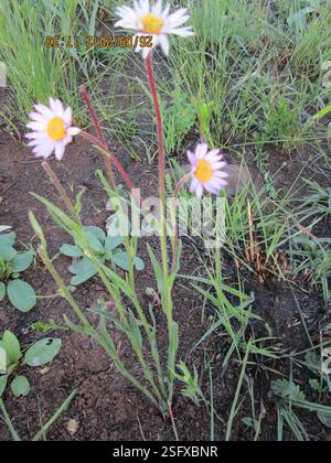 (Afroaster hispidus), Plantae, Giants Castle Game Reserve, South Africa ...