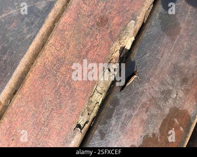 Agathina Emperor (Doxocopa agathina), Insecta, Iguaçu National Park ...