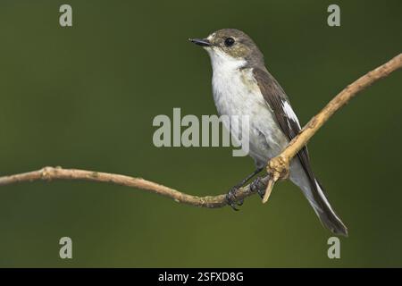 Animals, birds, songbirds, pied flycatcher, Ficedula hypoleuca, biotope ...