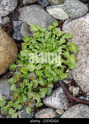 greenland cochlearia (Cochlearia groenlandica Stock Photo - Alamy
