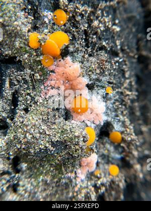 (Pyronema omphalodes), Fungi, Montaña de Oro State Park, Los Osos, CA ...