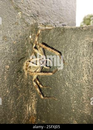 Rain Spiders (Palystes), Arachnida, Campher's Drift, George, 6529 ...