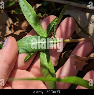 Alligatorweed (Alternanthera philoxeroides), Plantae, Clearwater, FL ...