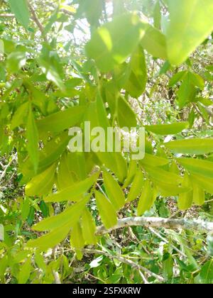 (Matayba elaeagnoides), Plantae, 37000 Departamento de Cerro Largo ...