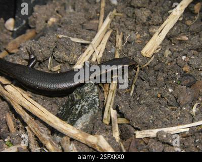 Metallic Coolskink (Carinascincus metallicus), Reptilia, Hobart TAS ...