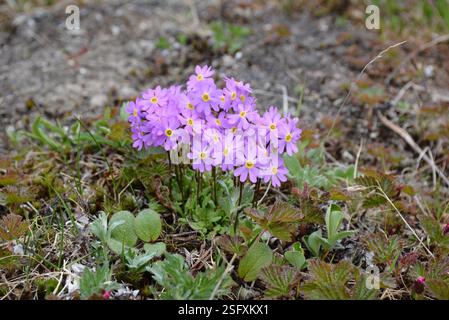 Slender Primrose (Primula borealis), Plantae, Провиденский р-н ...