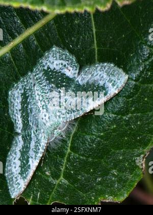 Bizarre Looper Moth (Eucyclodes pieroides Stock Photo - Alamy
